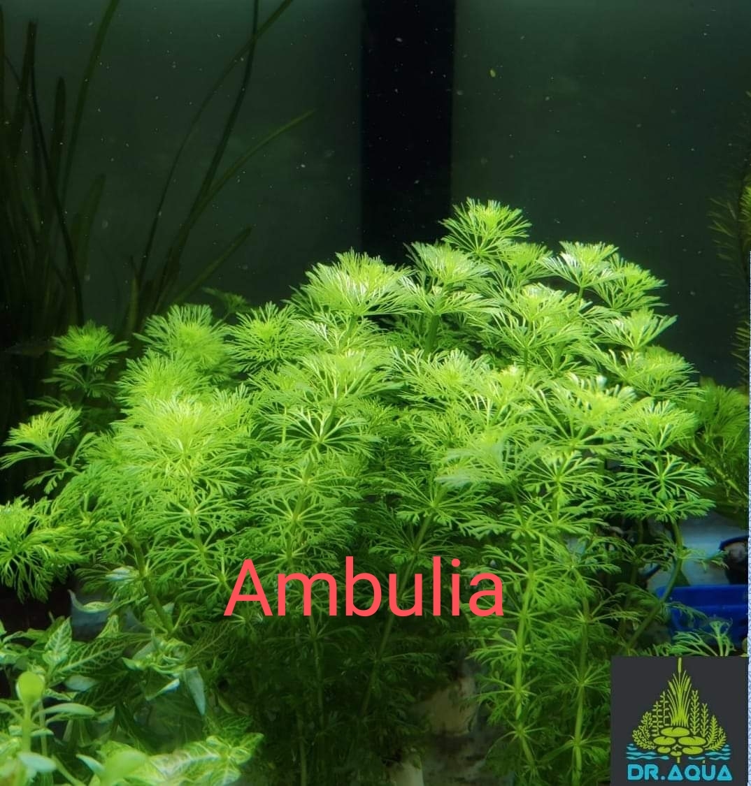 Low tech plants | Dr.aqua